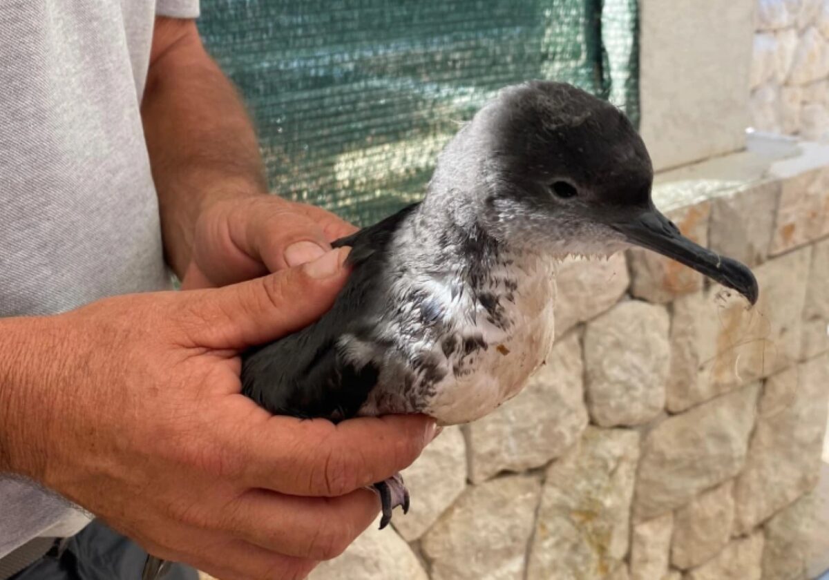 Spašena mlada gregula na Lastovu: „Ovakvi trenuci pokazuju koliko svi ...